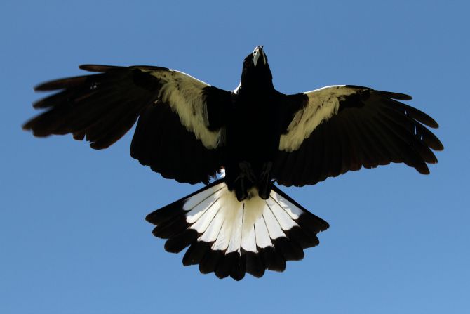 Magpie swooping season tips | HerCanberra