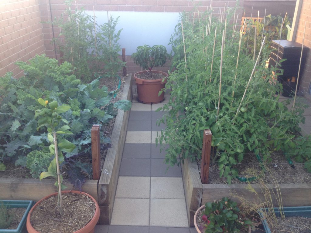 Peas Out: Gardening towards simpler living | HerCanberra