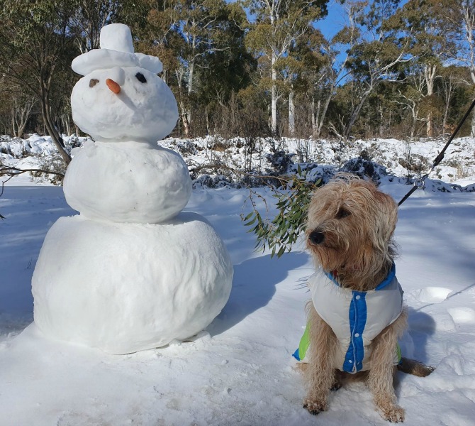 Snow Dogs is coming back to Corin Forest this September | HerCanberra