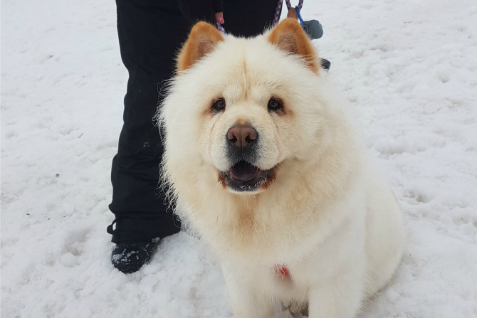 Snow Dogs is coming back to Corin Forest this September | HerCanberra