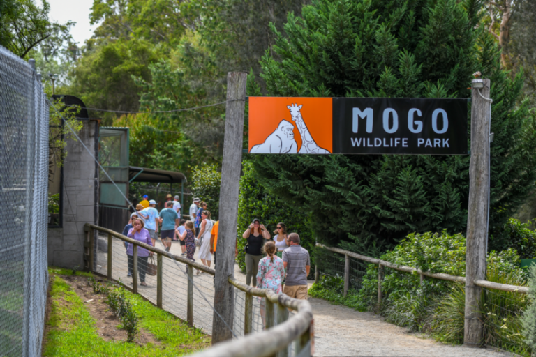 Did someone say a whole year of adorable animal encounters at Mogo ...