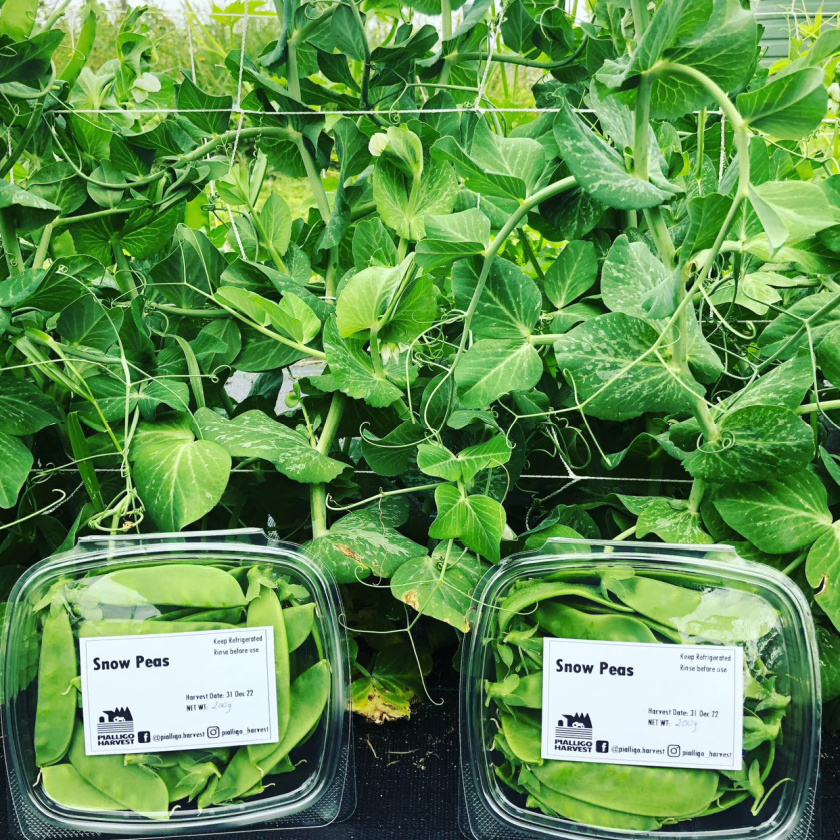 The backyard garden project that became a full-time Pialligo farm ...
