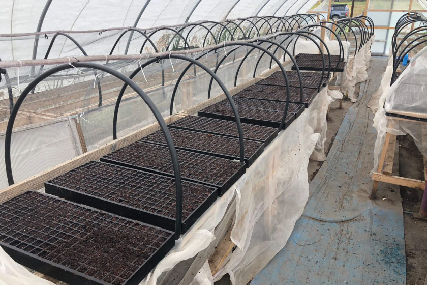 The backyard garden project that became a full-time Pialligo farm ...