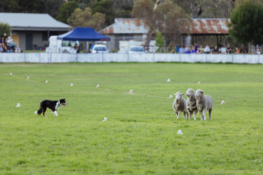 You’d be barking mad to miss it — the National Sheepdog Trial ...