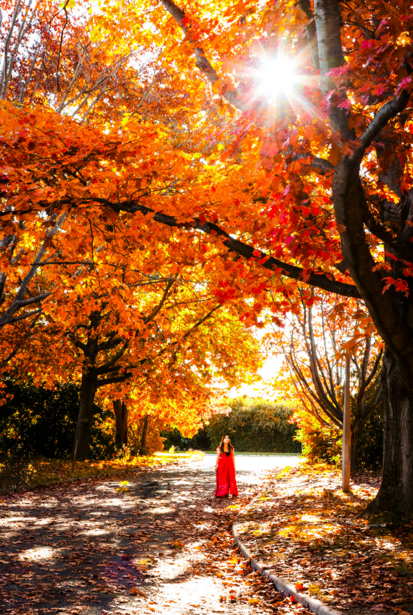 How to get a stunning shot of the Canberra autumn leaves | HerCanberra