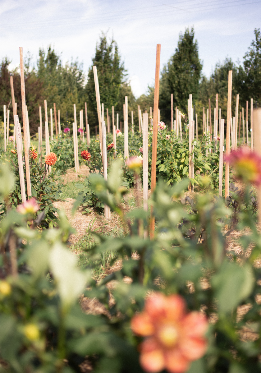 The definitive guide to "Dahlicious", Canberra's new flower festival ...