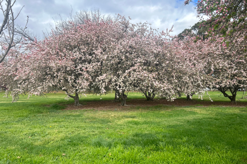 Five more blooming good spring walks | HerCanberra