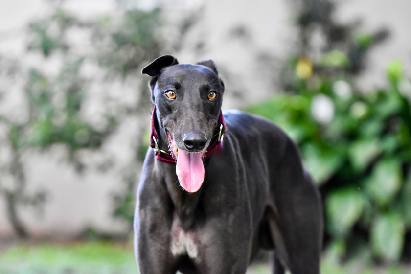 Looking for a new fur-ever friend? This International Day of Happiness ...