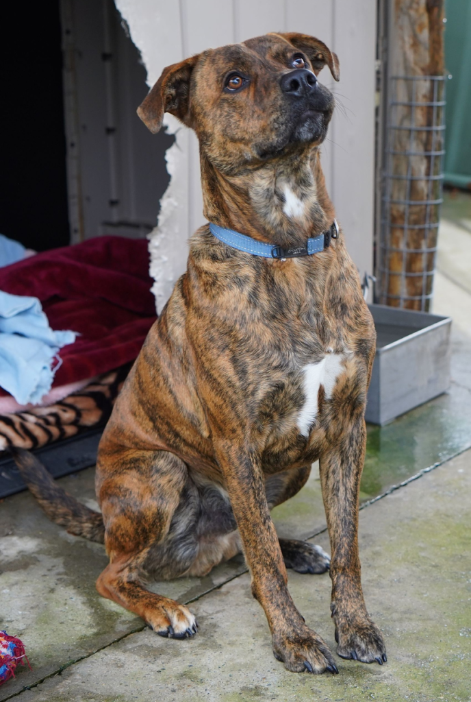 365 days and counting: A devastating milestone for one of RSPCA ACT’s ...
