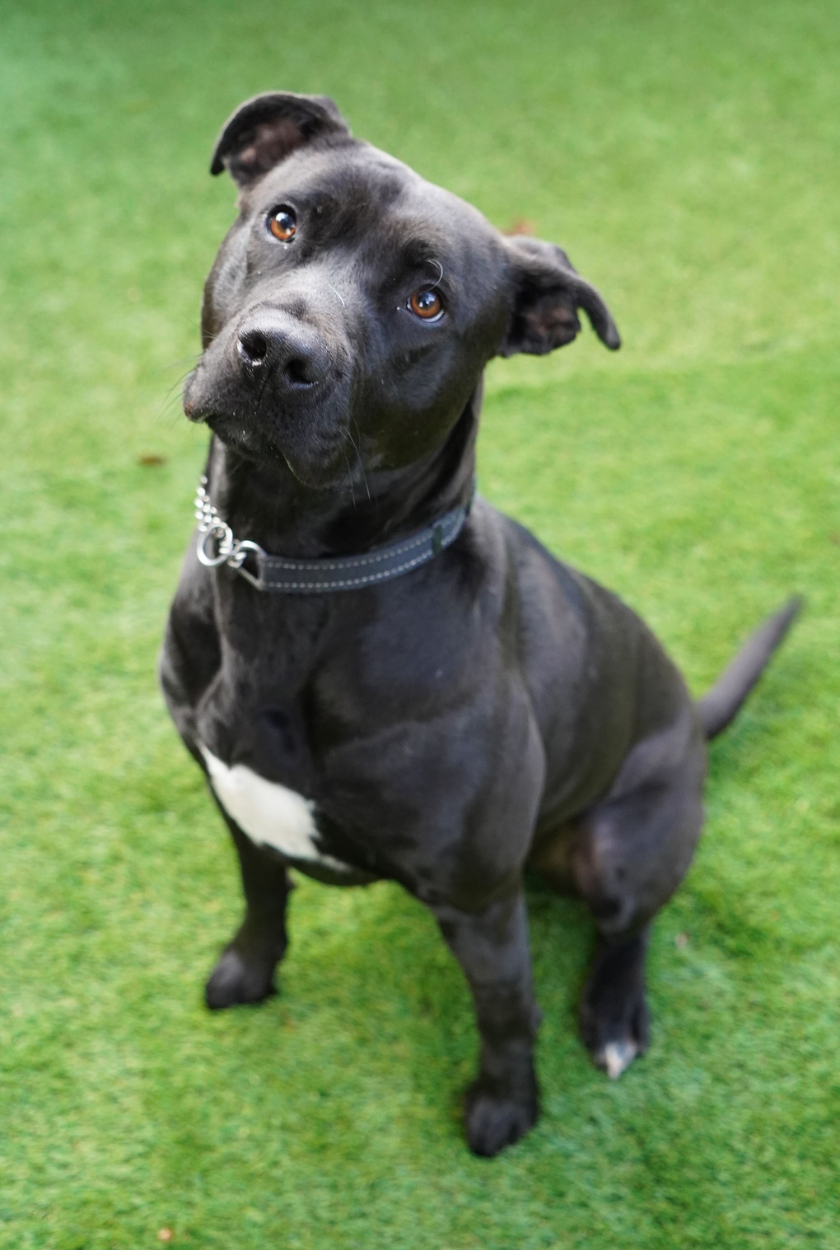 365 days and counting: A devastating milestone for one of RSPCA ACT’s ...