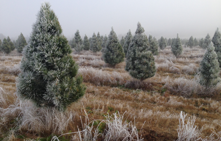 Where to find real Christmas trees in Canberra | HerCanberra